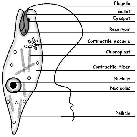 Labeled Euglena Line Drawing By Sciencedoodles On Deviantart