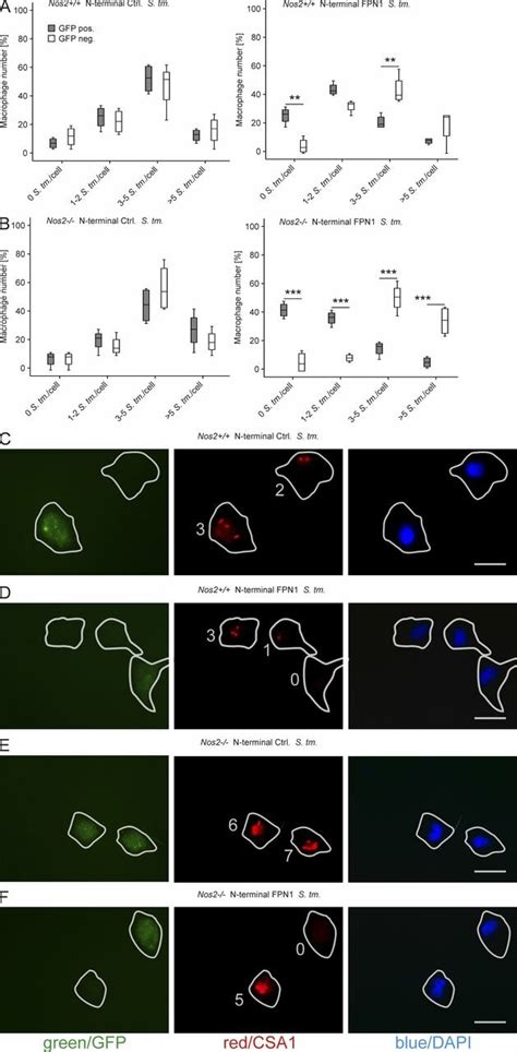 Immunofluorescence Of Emgfp Fpn1 Transfected And Salmonella Infected Download Scientific