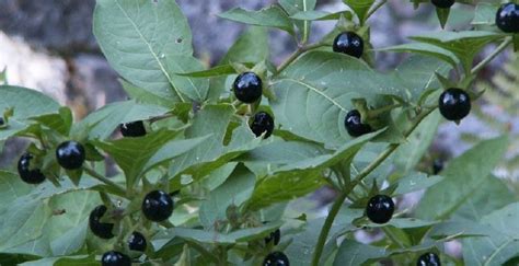 Güzel Hatun 6 Kişiyi Hastanelik Etti Yenİ Asya