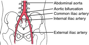 Bifurcations Definition Of Bifurcations By Medical Dictionary