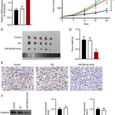 Tcf4 Adjusted The Wnt β Catenin Signaling Pathway A The Relative