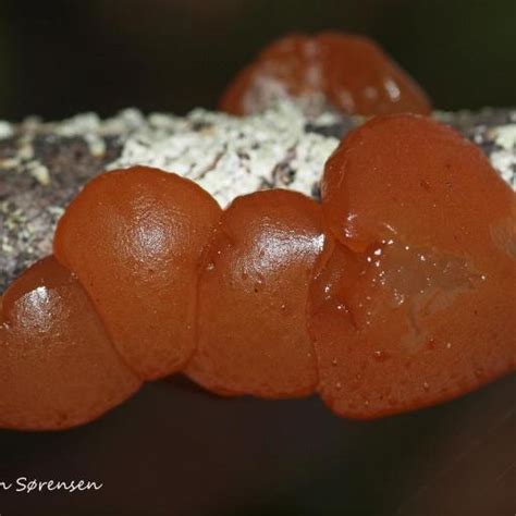 Birch Jelly Exidia Repanda Mushroom Identification Habitat And Uses