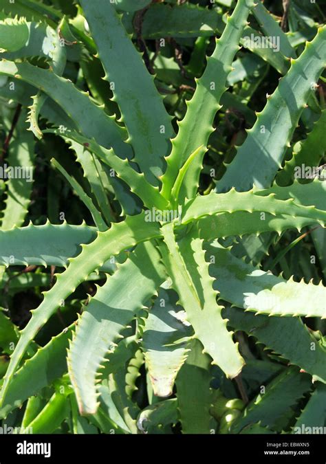 Aloe Vera Aloe Vera Aloe Barbadensis Aloe Vera Fields At Peninsula