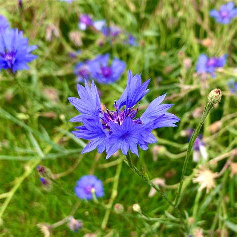 Centaurea Cyanus Seeds Tall White Cornflower Centaurea Cyanus