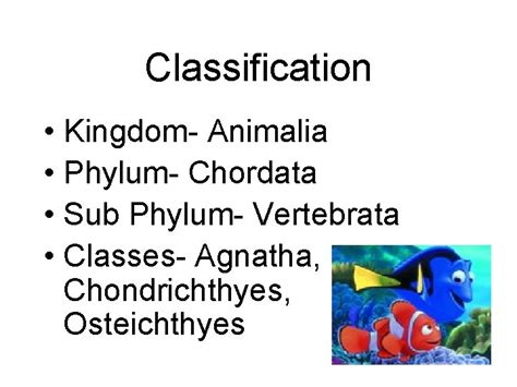 Fish Classification Kingdom Animalia Phylum Chordata Sub Phylum
