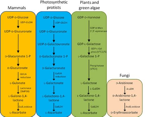 Ascorbic Acid Metabolism And Functions A Comparison Of Plants And Mammals Semantic Scholar