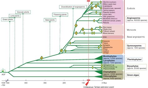 Polyploidy And Interspecific Hybridization Partners For Adaptation