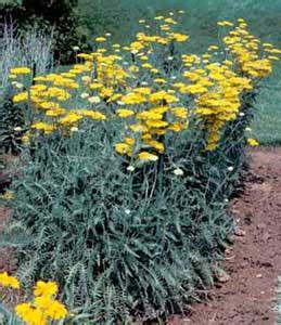 Yarrow Achillea Sp