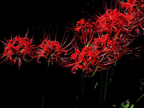 Rote Spinnenlilie Lycoris Radiata Hd Hintergrundbild Pxfuel