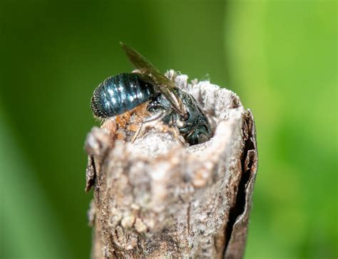 Provide Nesting Habitat For Native Bees Through Plant Stems In Your