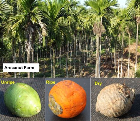 Areca Nut Wallpaper Areca Nut 3 Pc Udupi Fresh