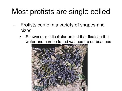 Ppt Single Celled Organisms Have All The Characteristics Of Living