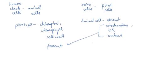 Solved What Was Different About The Cheek Cells From The Amphiuma