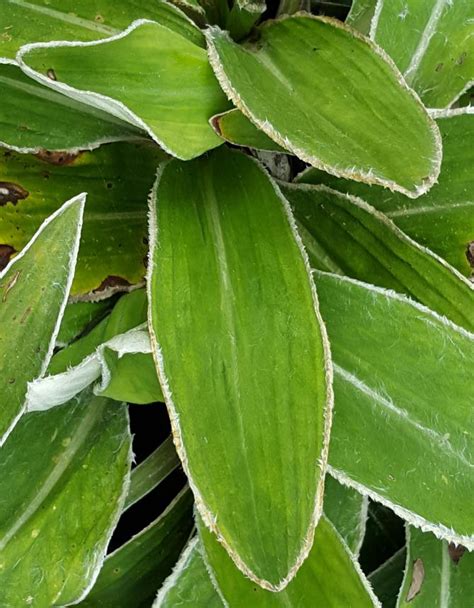 Flora Of New Zealand Gallery Profile Celmisia Hookeri