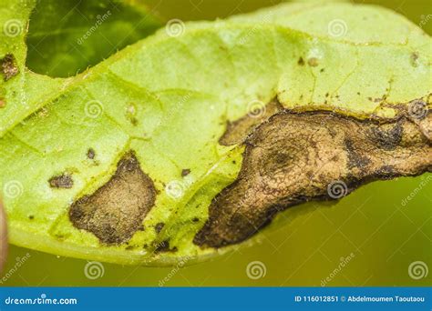 Early Blight Stock Image Image Of Famine Erysiphe 116012851