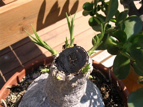 How To Grow Multiple Trunks On A Ponytail Palm