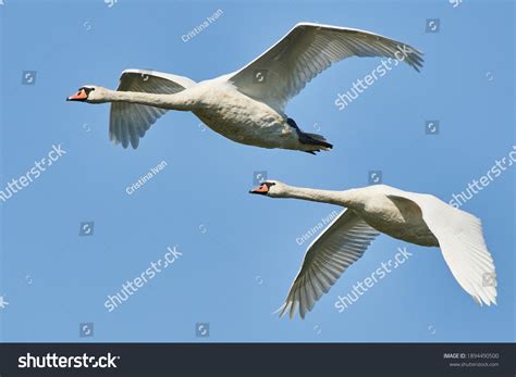 Two Swan Flying
