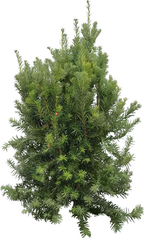 Fir Tree PNG Image For Free Download