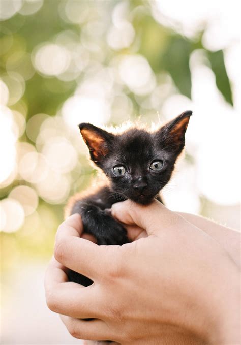 Teeny Tiny Bat Rfruitbatcats