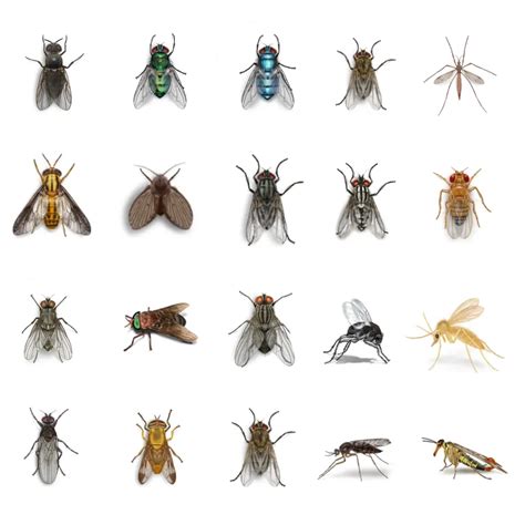 Professional Fly Exterminator The Bugman Pest Control Fraser Valley