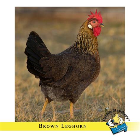 Danish Brown Leghorn Egg Production