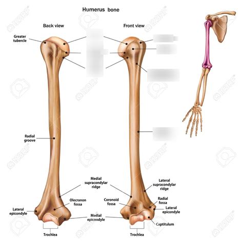 Appendicular Skeleton The Upper Limb Diagram Quizlet