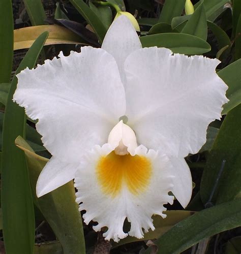 C Schroederae Odoms Orchids