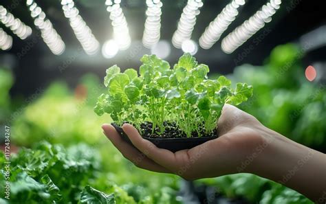 Aipowered Farming Concept Hand Holding Young Plants With Futuristic 5g And Iot Technology For