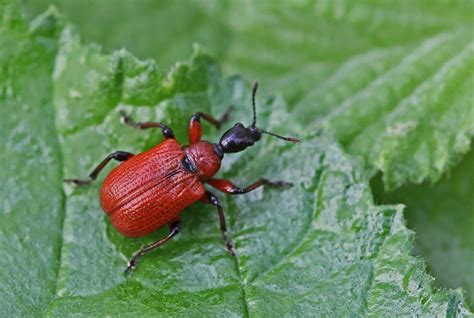 Apoderus Apoderus Picture Insect