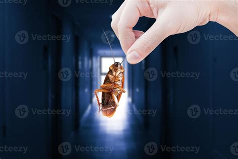 Cockroach With Inside The Building Background Eliminate Cockroach In