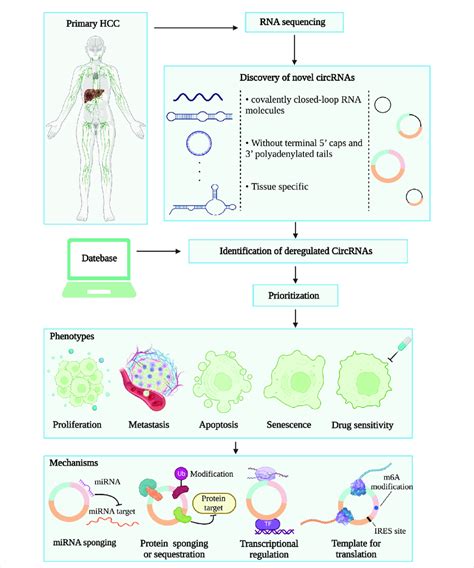 Identification And Research Strategies Of Circrnas Firstly Rna Download Scientific Diagram