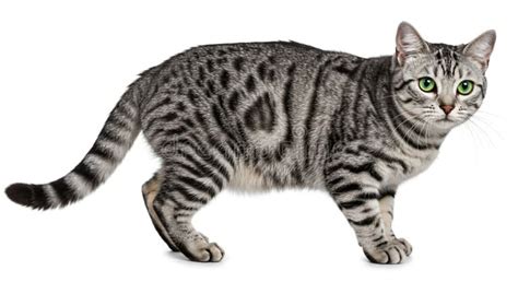 Tabby American Shorthair Cat Stock Illustrations 1 269 Tabby American