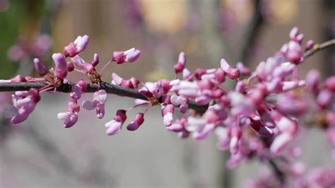 Flowers Tree Cersis Canadian Free Photo On Pixabay Pixabay