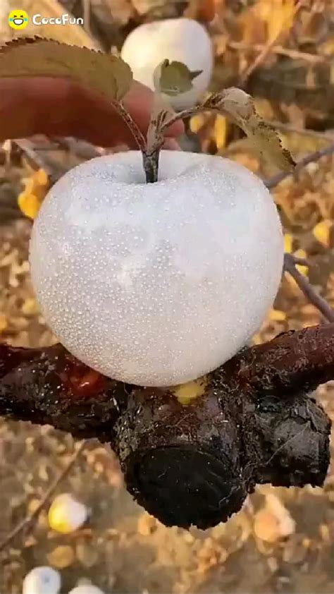Arkansas Black Apples And Ghost Apples Awesome Artofit