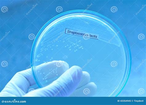 E Test Penicillin For Staphylococcus Aureusstaphylococcus Coagulase