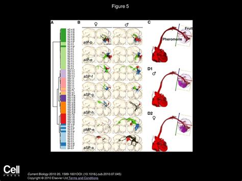 Sexual Dimorphism In The Fly Brain Ppt Download