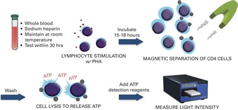 Assessment Of Cd4 T Lymphocyte Reactivity By The Cylex Immuknow Assay