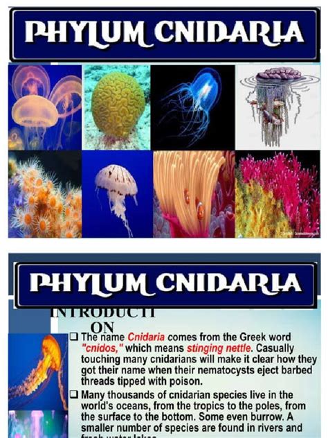 Cnidaria Pdf