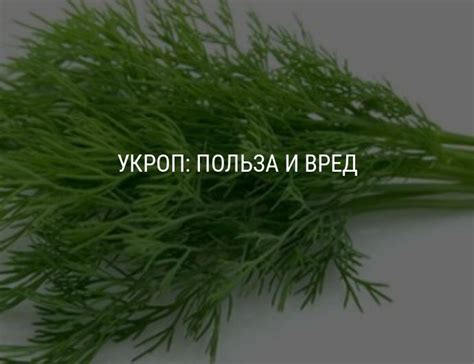 Укроп – польза и вред, пищевая ценность, состав, применение в народной ...