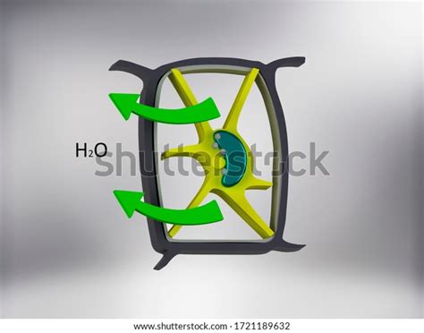 3d Illustration Hypertonic Plant Cell Stock Illustration 1721189632