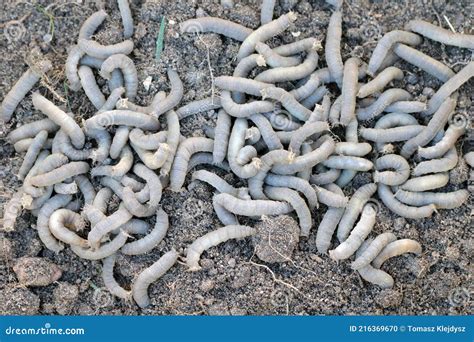 A Lot Of Larvae Crane Fly It Is A Common Name Referring To Any Member