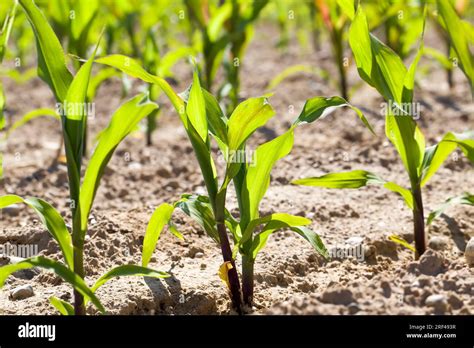 Agricultural Activity Related To The Cultivation Of Sweet Corn Farming