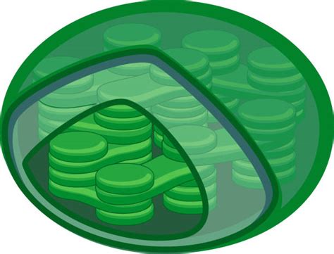 60 Nucleoid Stock Illustrations Royalty Free Vector Graphics And Clip