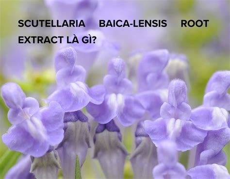 Scutellaria Baica Lensis Root Extract Là Gì Có Công Dụng Gì Trong Mỹ Phẩm