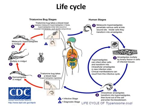 Life Cycle Of Salmonella