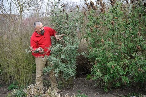 How To Prune Buddleja Bbc Gardeners World Magazine