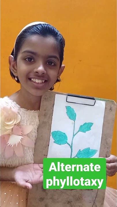 Phyllotaxyphyllotaxiseducationalshorts84 Youtube