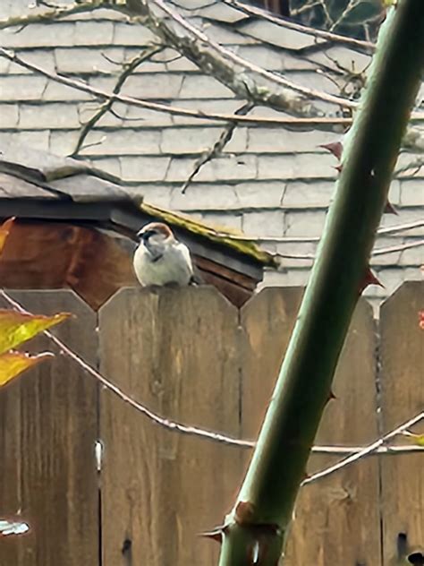 Best Pics I Could Get Whats This Bird Southwest Washington State