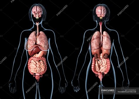 Anatomy Of Internal Organs Female Internal Reproductive Organs Female
