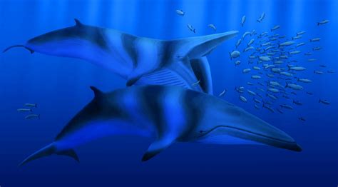 Balaenoptera Bertae New Fossil Whale Species Discovered Scinews